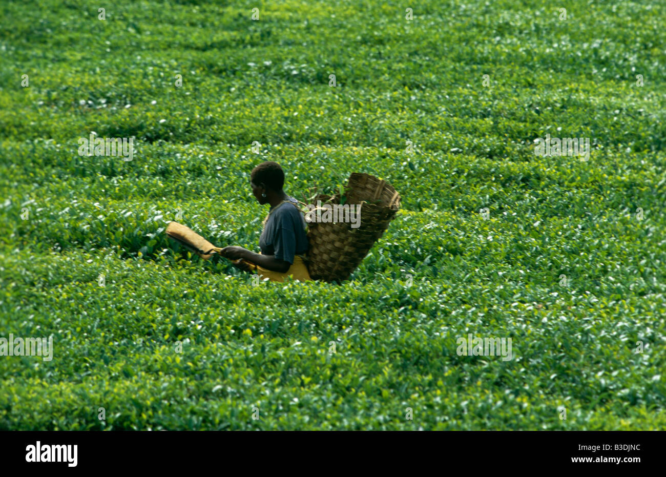 Woman working at a tea plantation in Malawi Stock Photo - Alamy