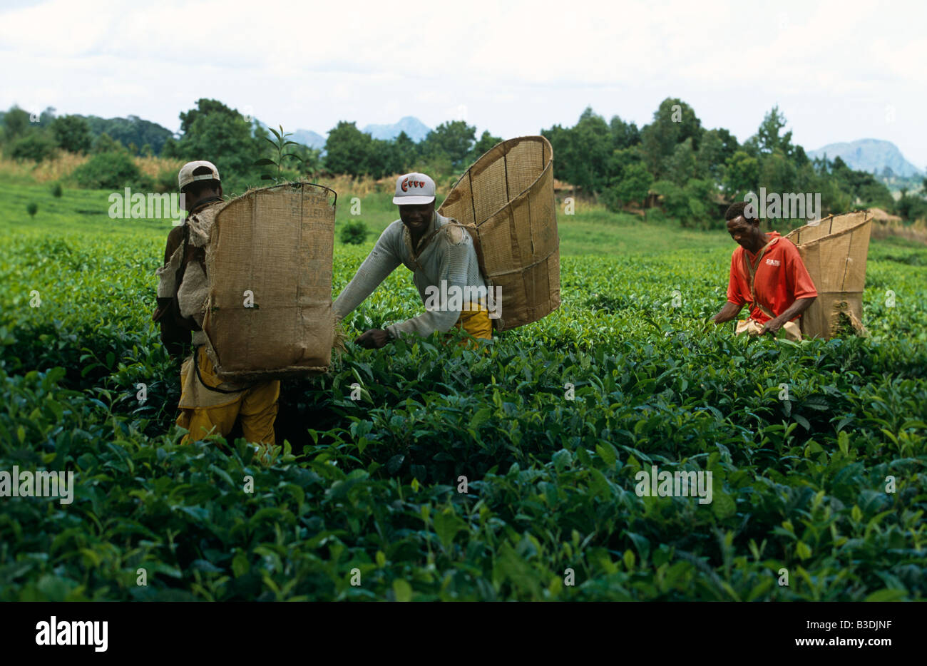 Men working at a tea plantation hi-res stock photography and images - Alamy