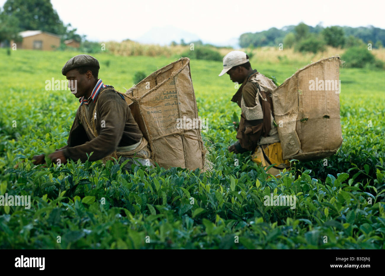 Malawi basket hi-res stock photography and images - Alamy