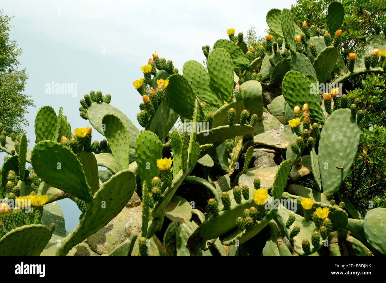 prickly pear in spain Stock Photo - Alamy