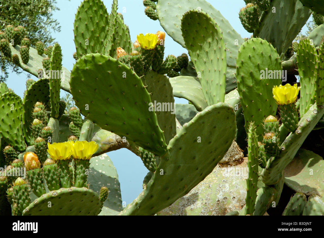 prickly pear in spain Stock Photo - Alamy