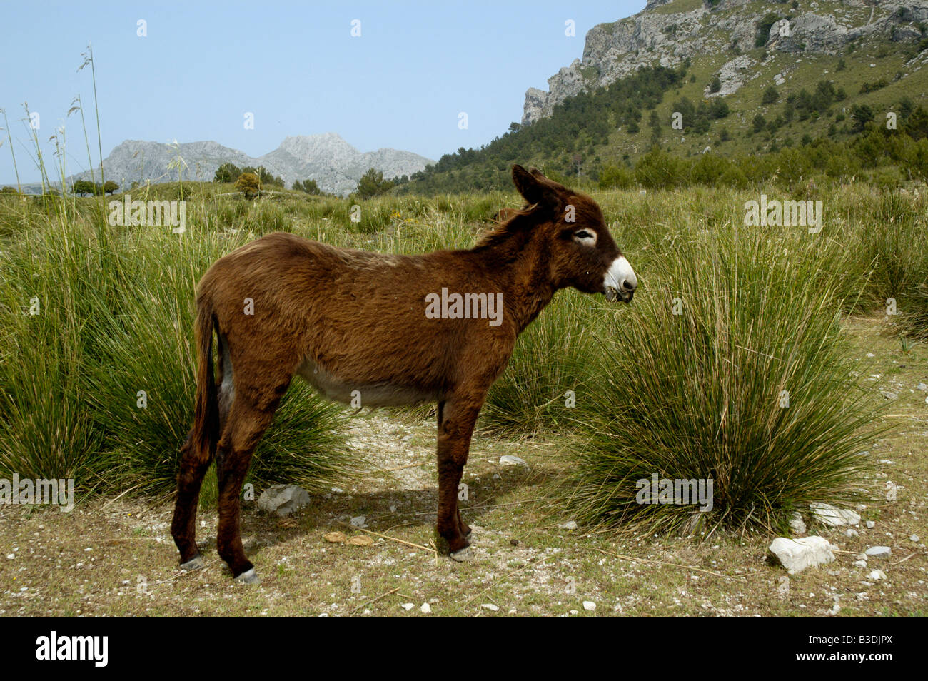 donkey in spain Stock Photo - Alamy