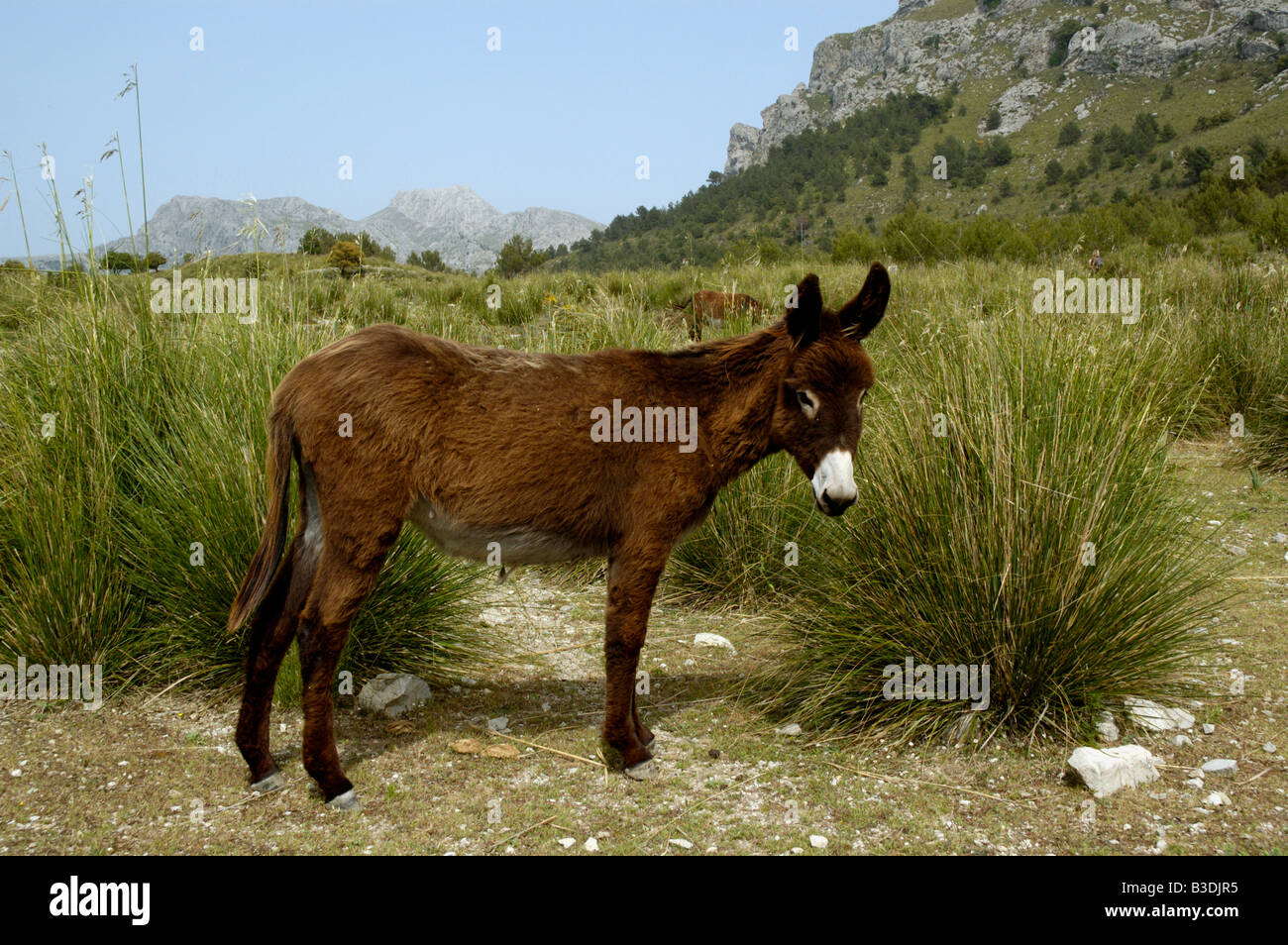 donkey in spain Stock Photo - Alamy