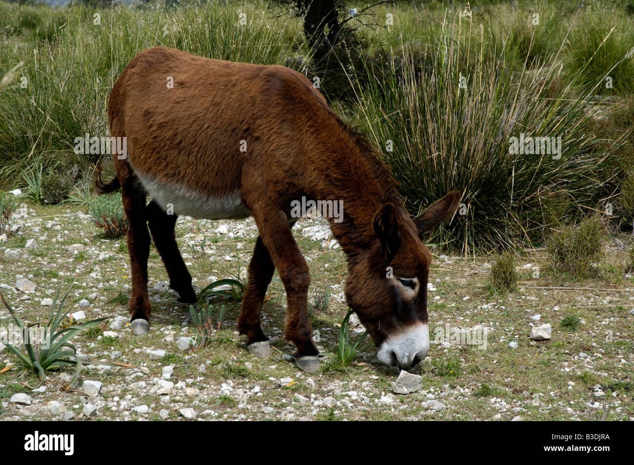 donkey in spain Stock Photo - Alamy