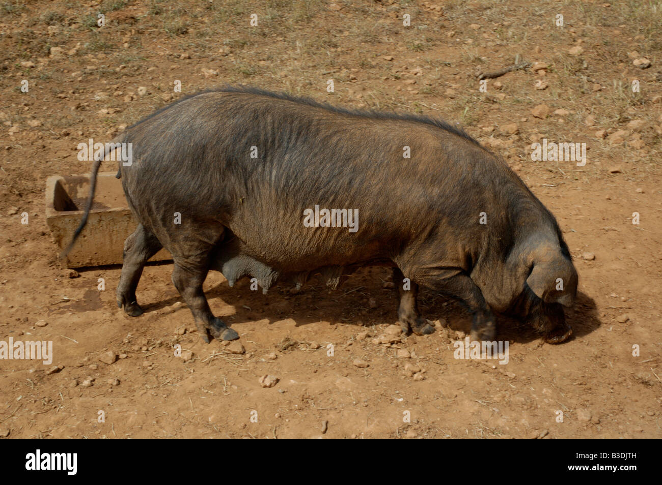 Cerdo mallorca hi-res stock photography and images - Alamy
