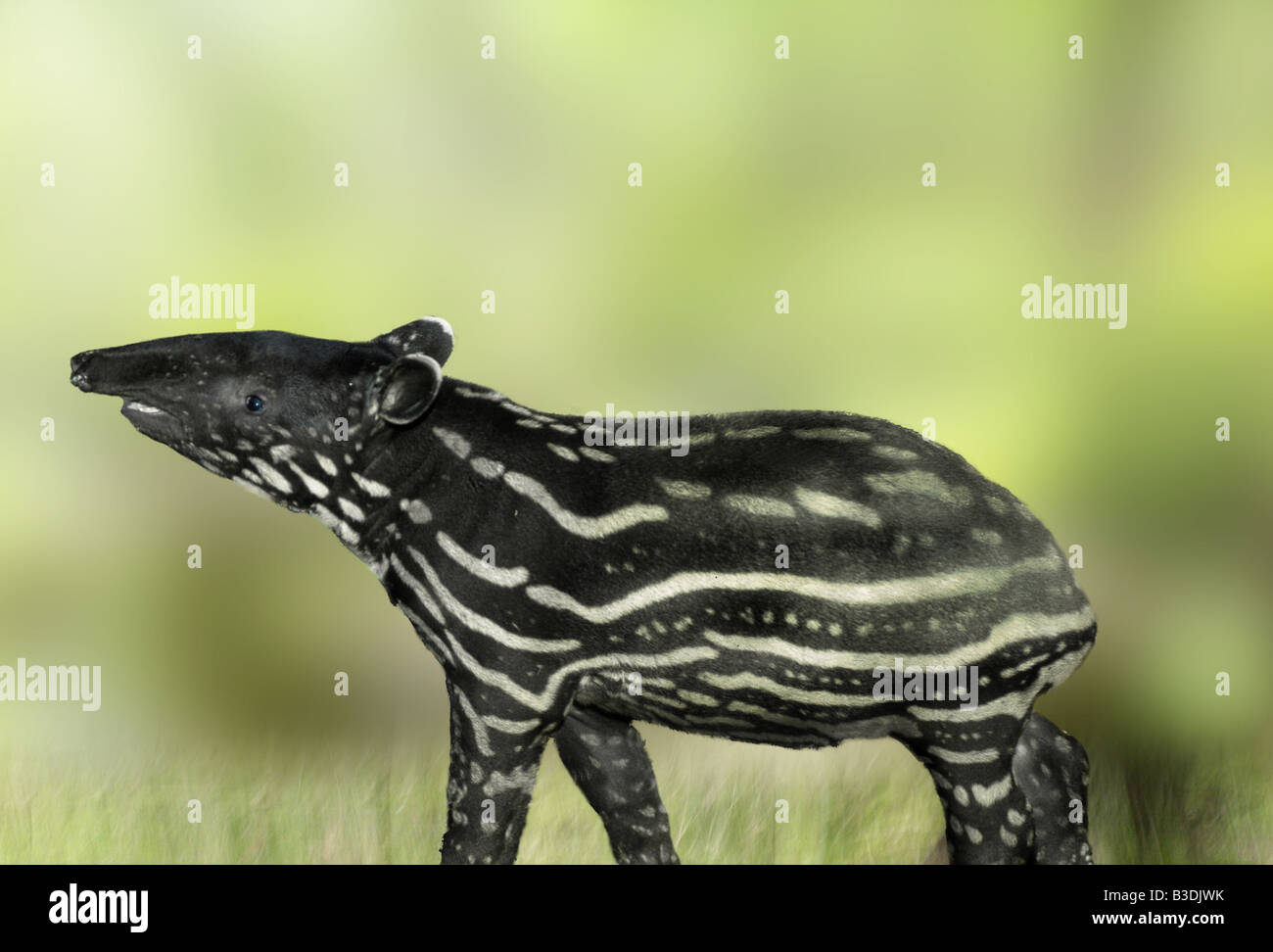 Malayan tapir cub High Resolution Stock Photography and Images - Alamy
