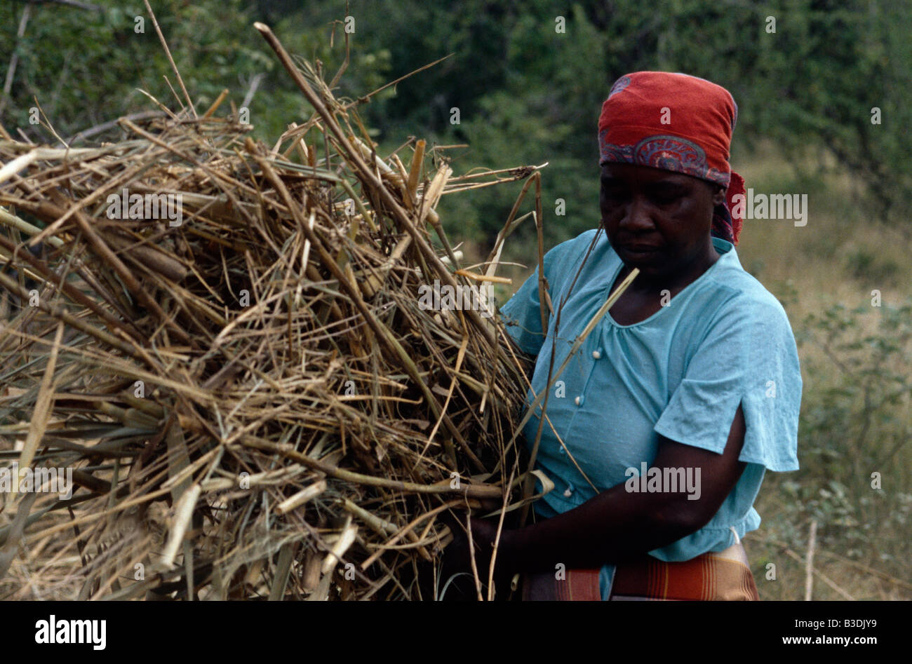 Worker clearing fields in South Africa Stock Photo - Alamy