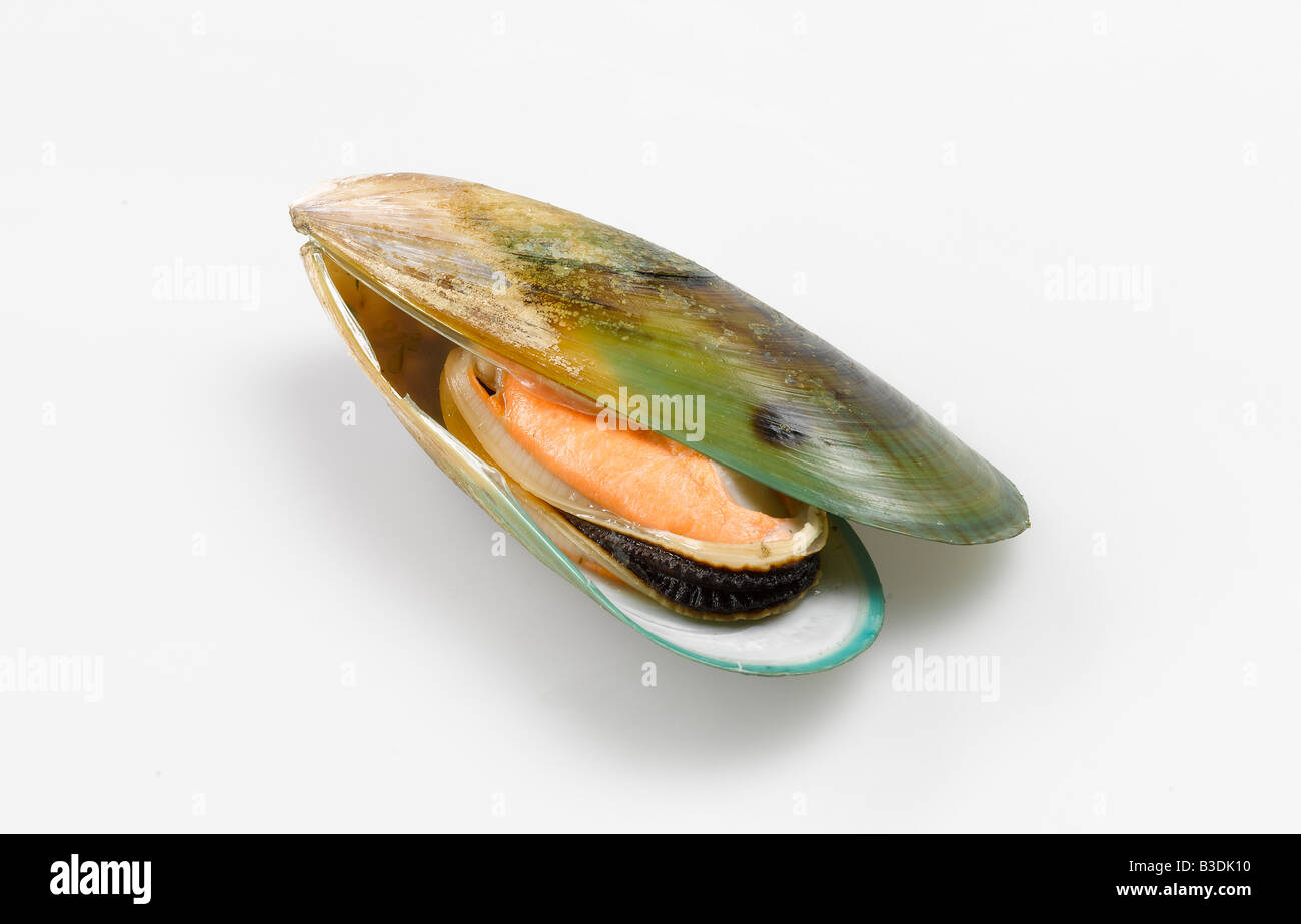 Green lipped mussel (Perna canaliculus) elevated view Stock Photo - Alamy