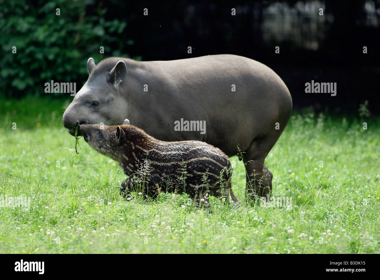 Flachlandtapir female with cub Tapir Tapirus terrestris southamerican ...