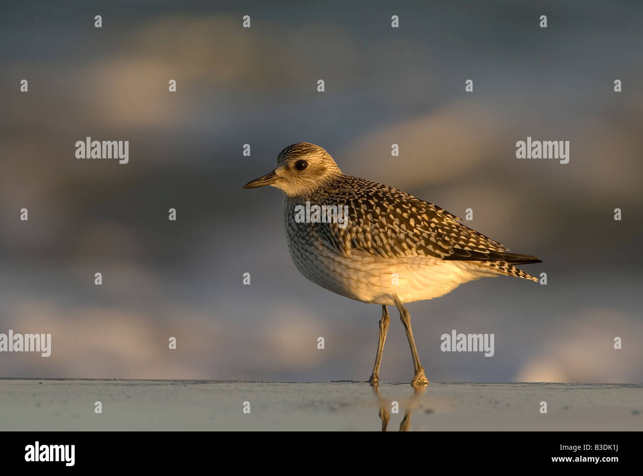 Eurasian golden plover Pluvialis apricaria Goldregenpfeifer Stock Photo ...