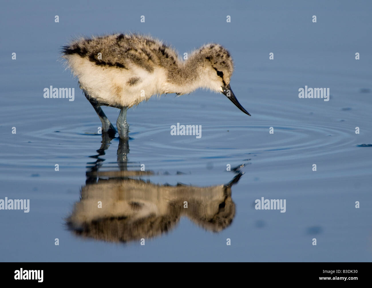 Saebelschnaebler pied avocet Recurvirostra avosetta chick young Stock ...