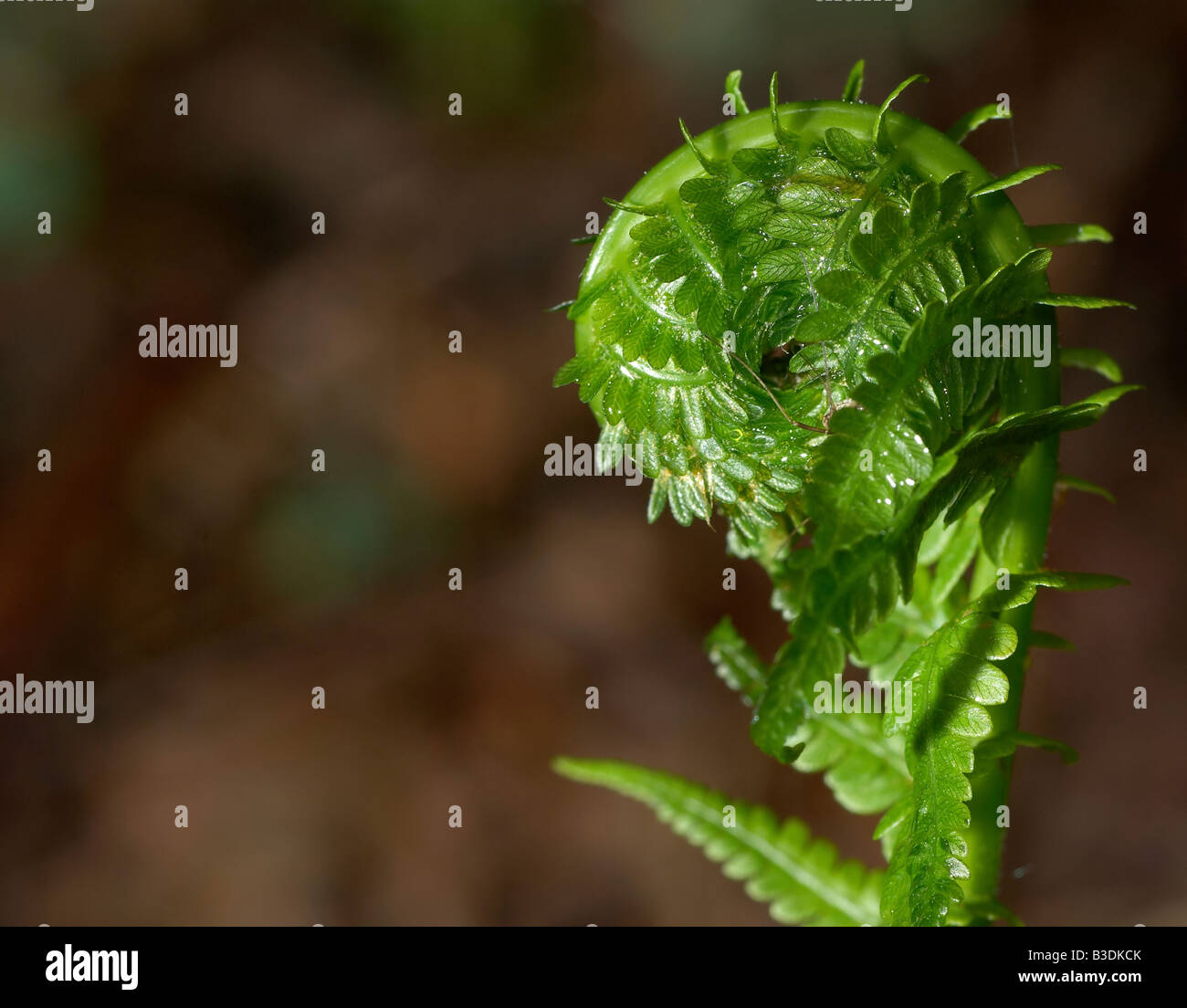 Young fern plant on hi-res stock photography and images - Alamy