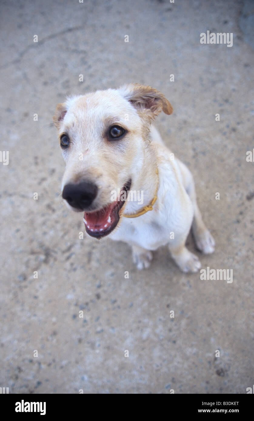 Italy, Sardinia, Dog sitting on street, portrait Stock Photo - Alamy