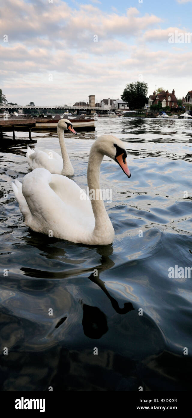 Swans on the River Thames at Marlow, Buckinghamshire, UK 2/2 Stock ...