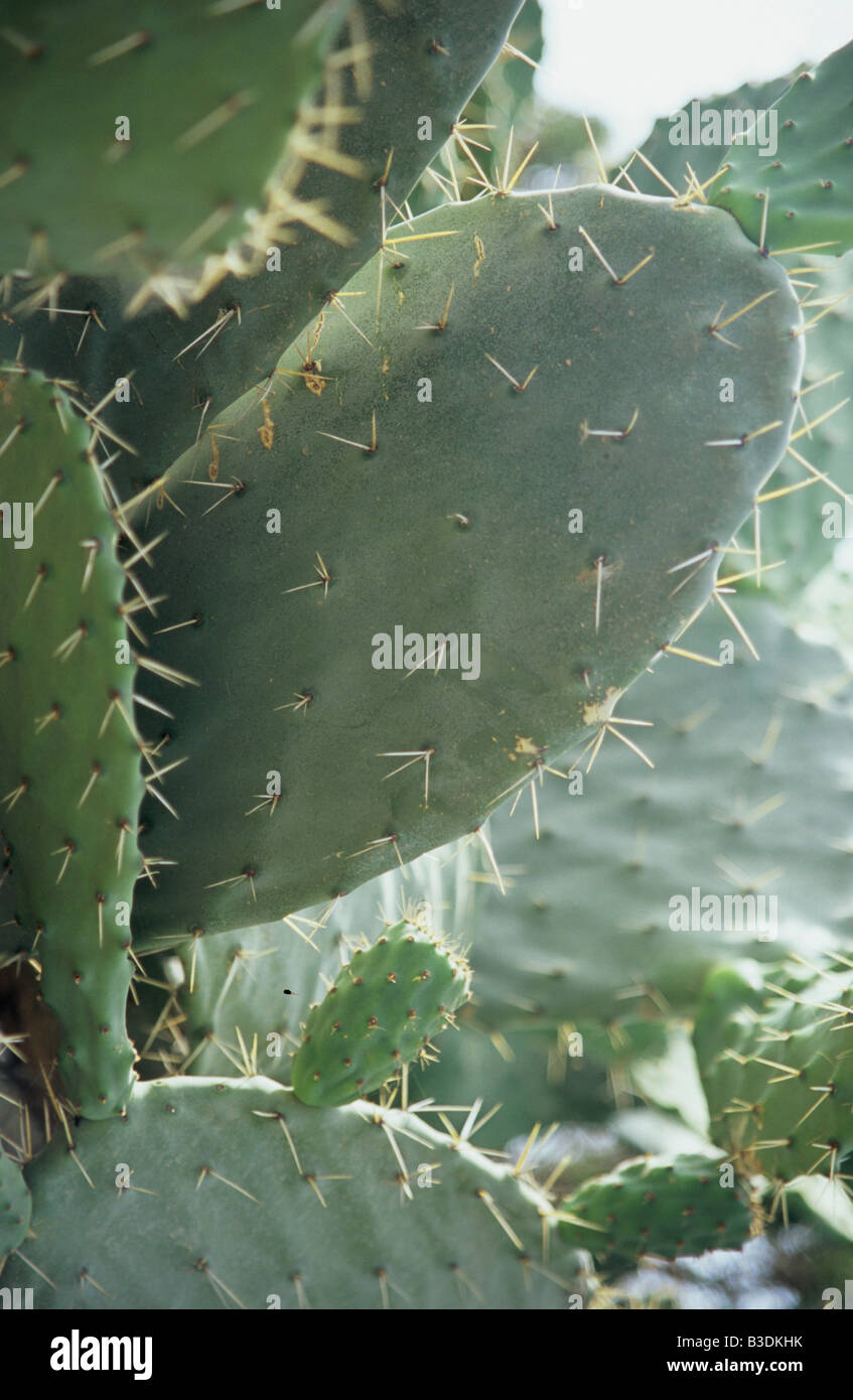 Italy, Sardinia, Cactus opuntia (Ficus-indica), close-up Stock Photo ...