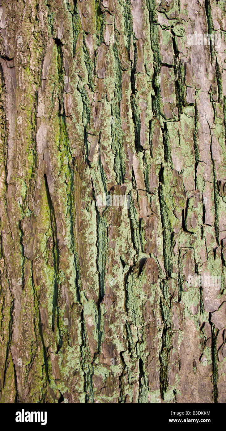 Baumrinden hi-res stock photography and images - Alamy