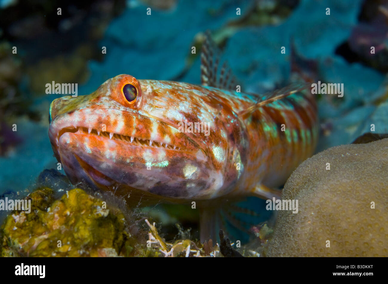 Reef lizardfish synodus variegatus hi-res stock photography and images ...