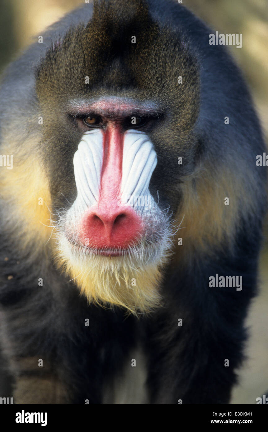 male mandrill mandrillus sphinx Stock Photo - Alamy