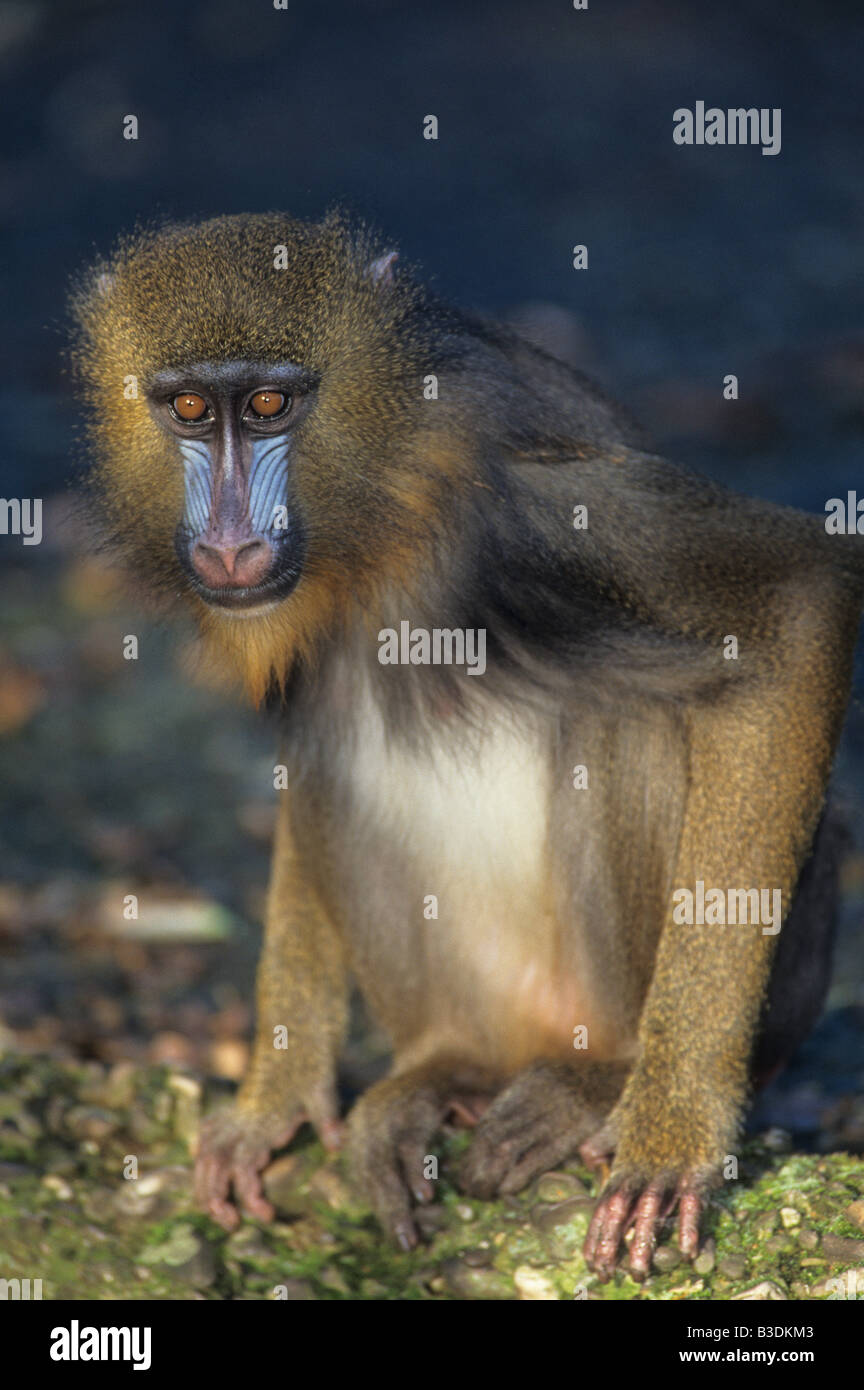mandrill mandrillus sphinx Stock Photo - Alamy
