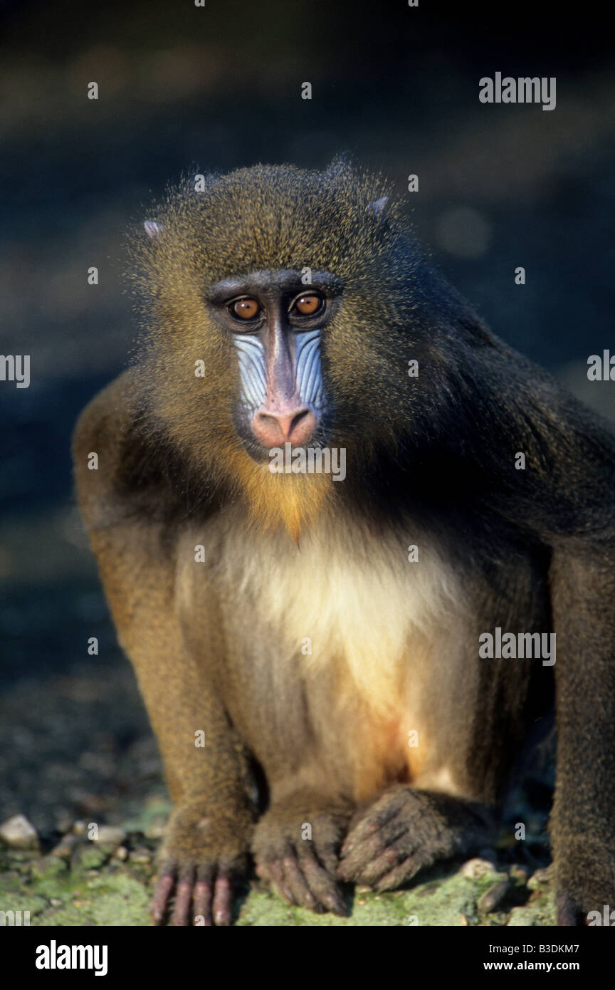 young mandrill mandrillus sphinx Stock Photo - Alamy