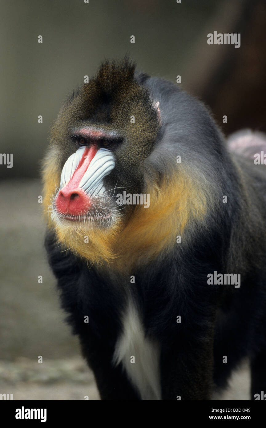 mandrill mandrillus sphinx Stock Photo - Alamy