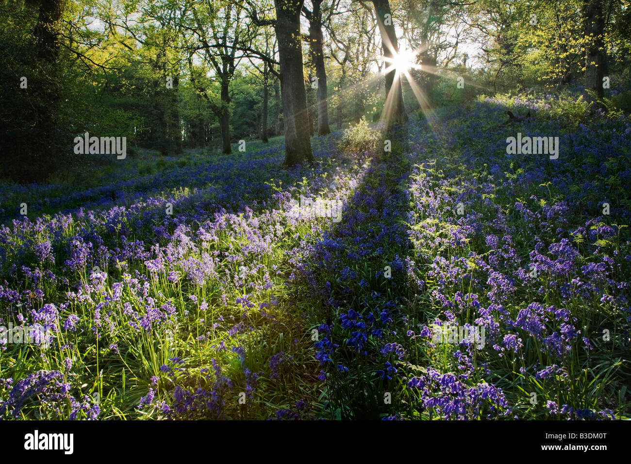 Bluebell woods at Batcombe, Dorset, England, UK Stock Photo - Alamy