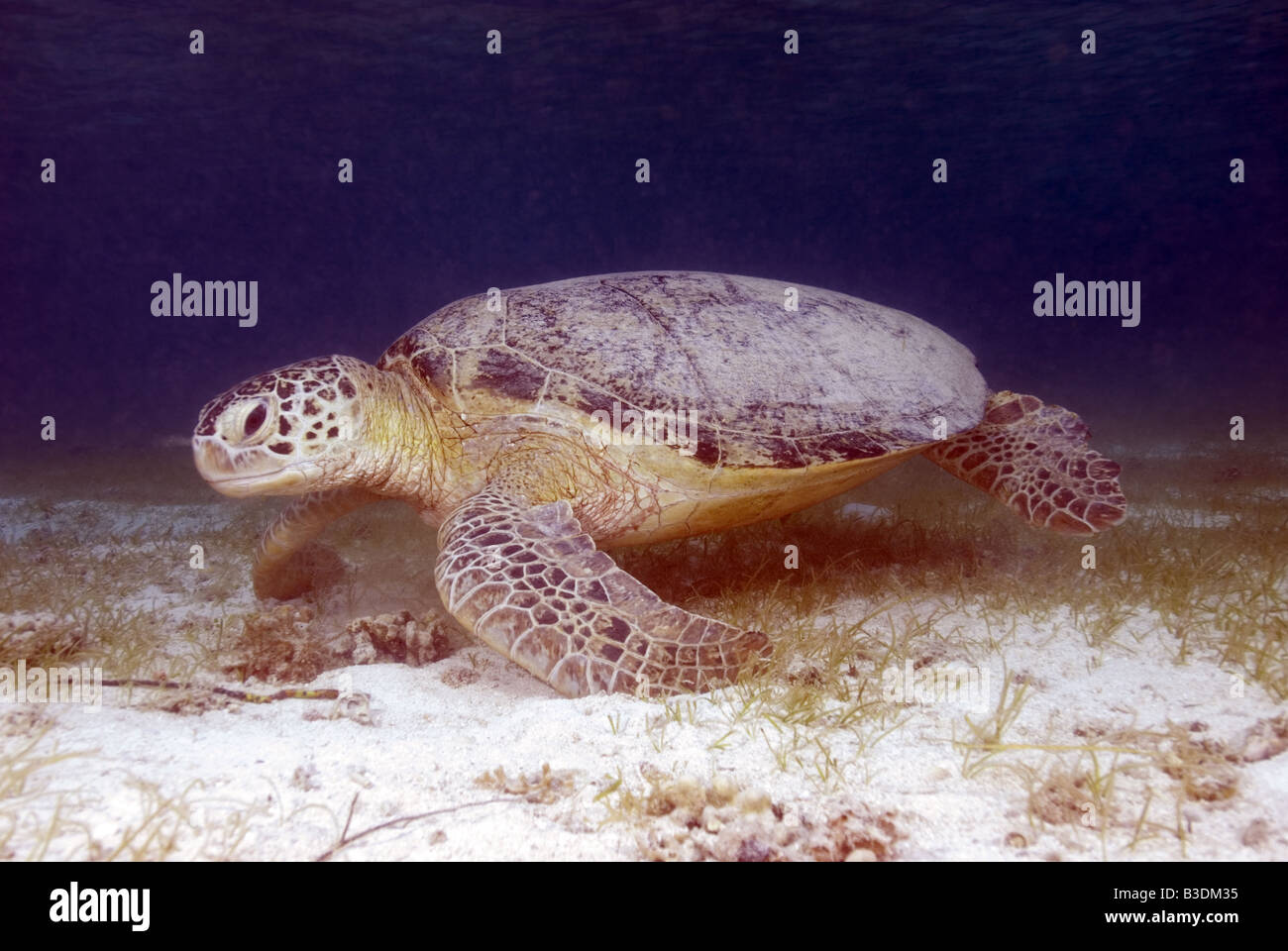 Green Turtle on seagrass bottom under water Stock Photo - Alamy