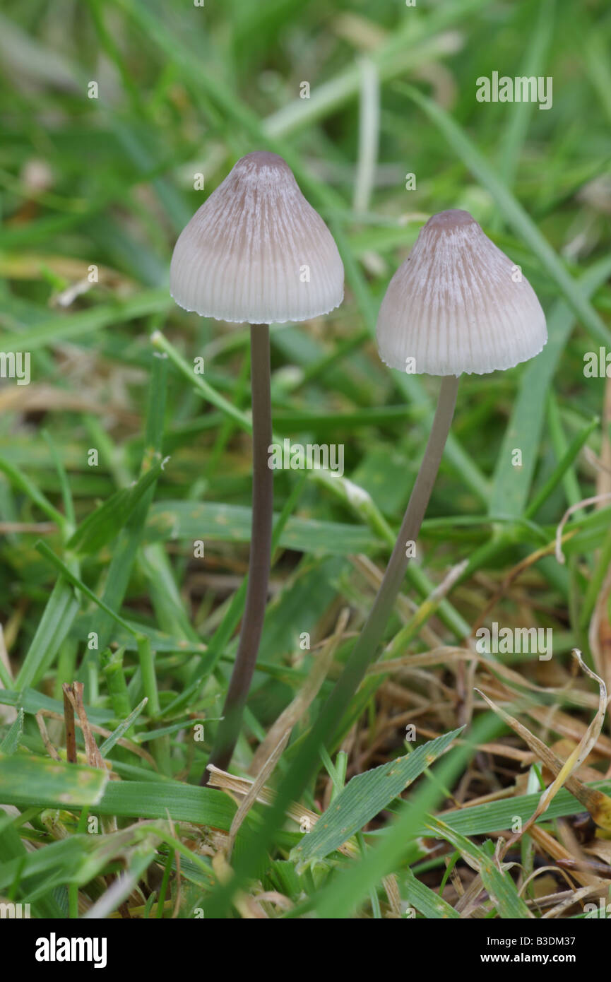 Iodine bonnet hi-res stock photography and images - Alamy