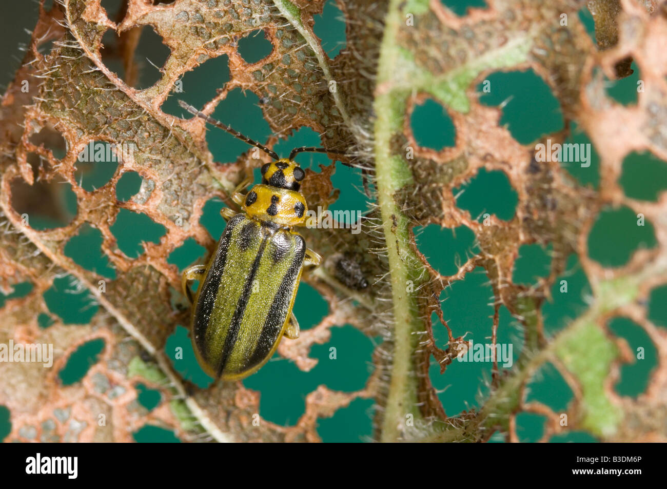 Elm leaf beetle hi-res stock photography and images - Alamy