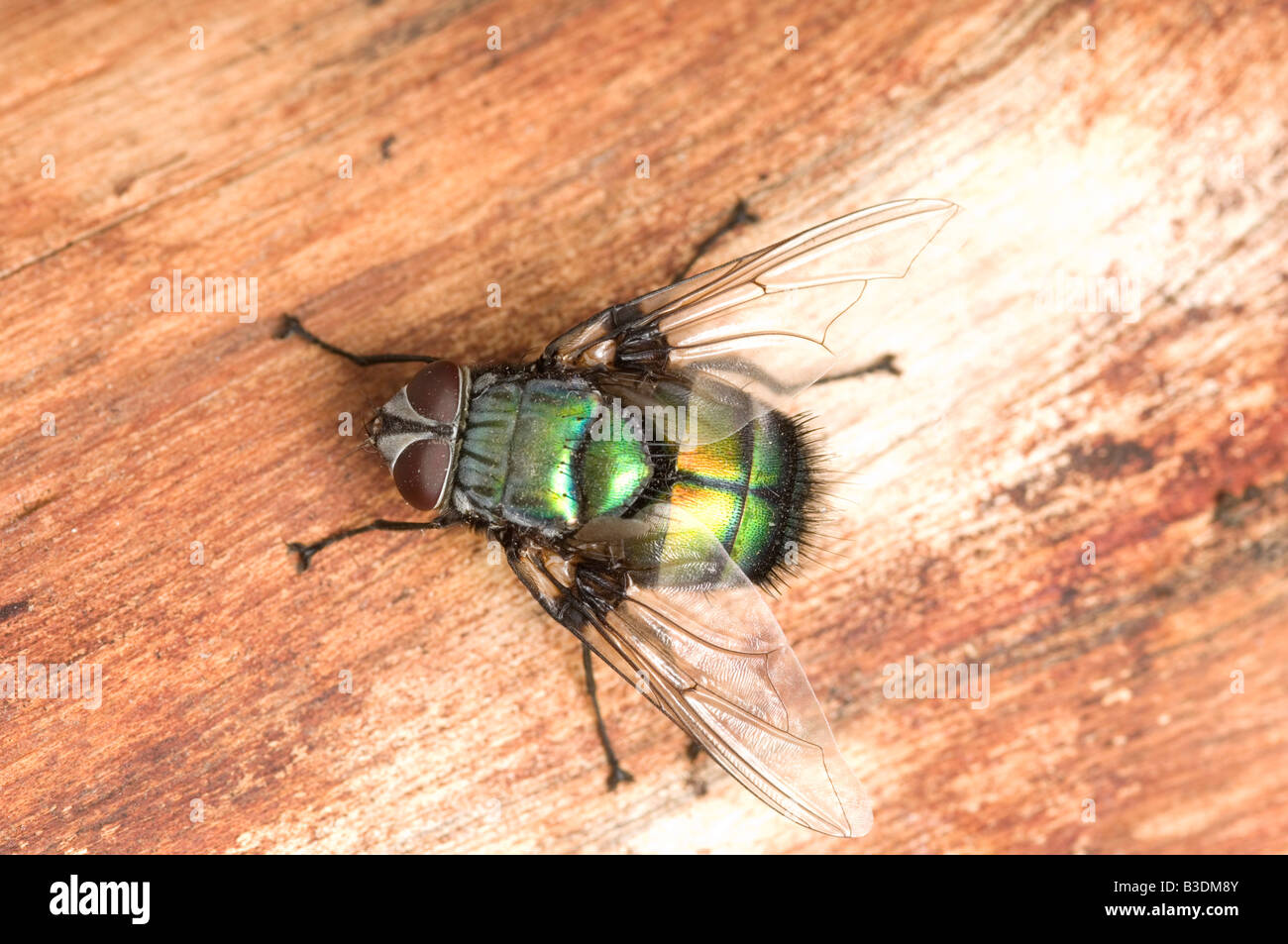 Tachinidae diptera parasite hi-res stock photography and images - Alamy