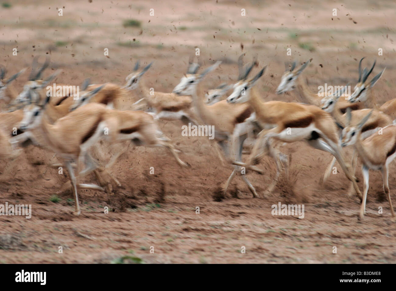 Springbok Herd Running High Resolution Stock Photography and Images - Alamy