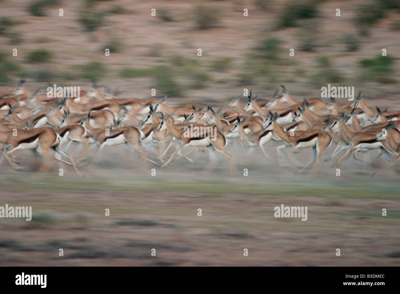 Springbok Herd Running High Resolution Stock Photography and Images - Alamy