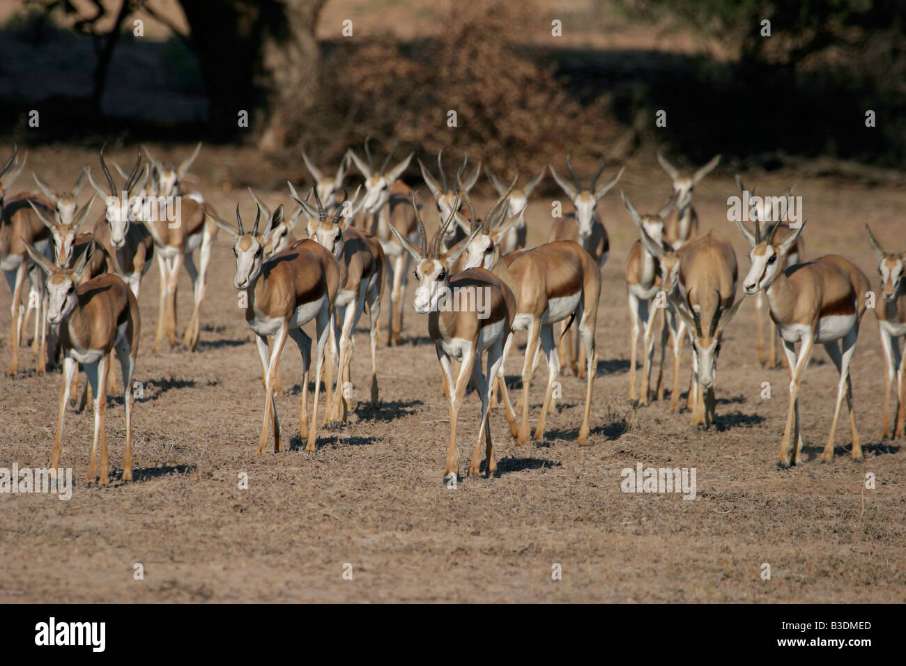 Springbok herd running hi-res stock photography and images - Alamy