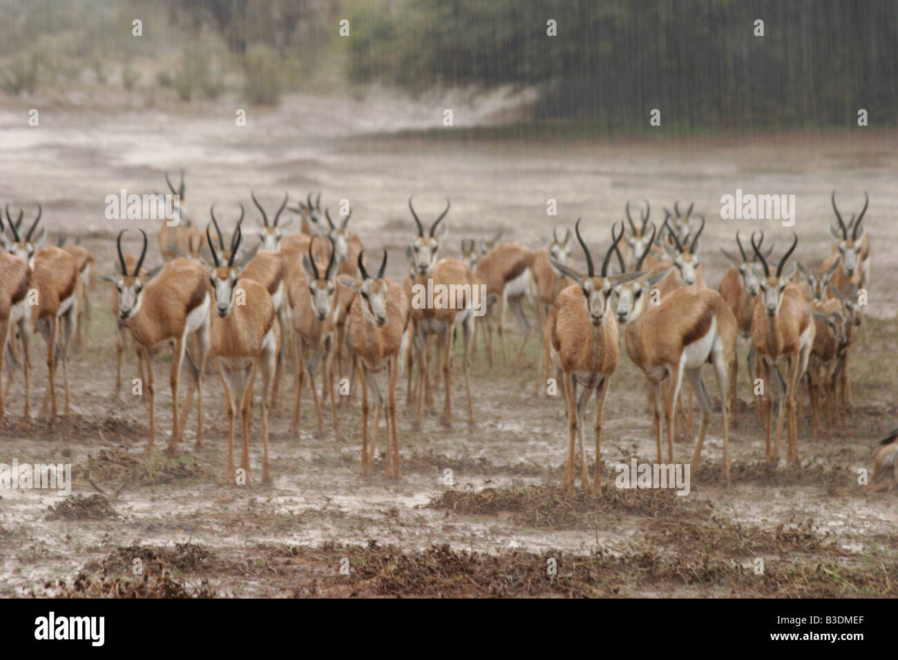 springbok africa Stock Photo - Alamy