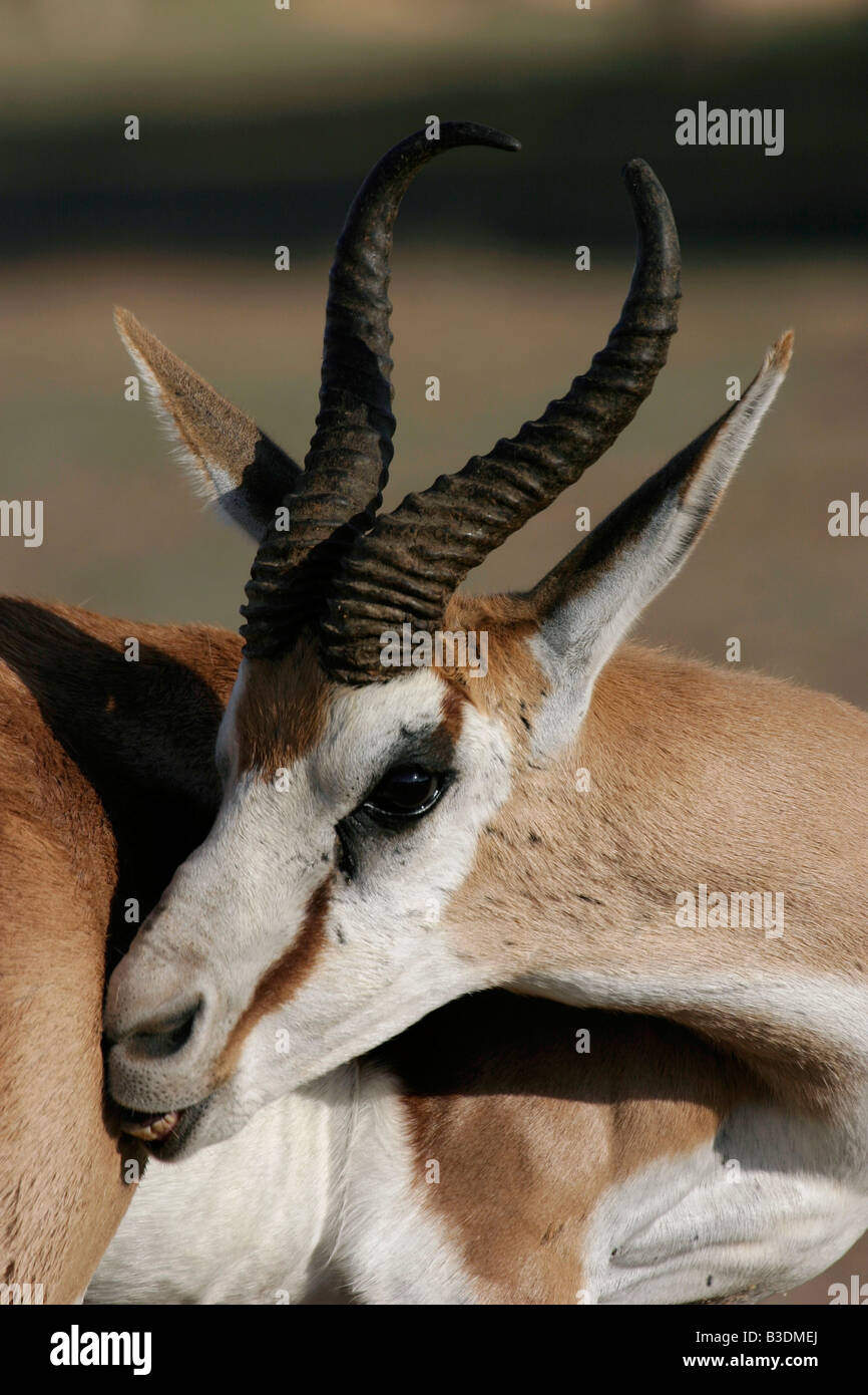 South africa profile hi-res stock photography and images - Alamy