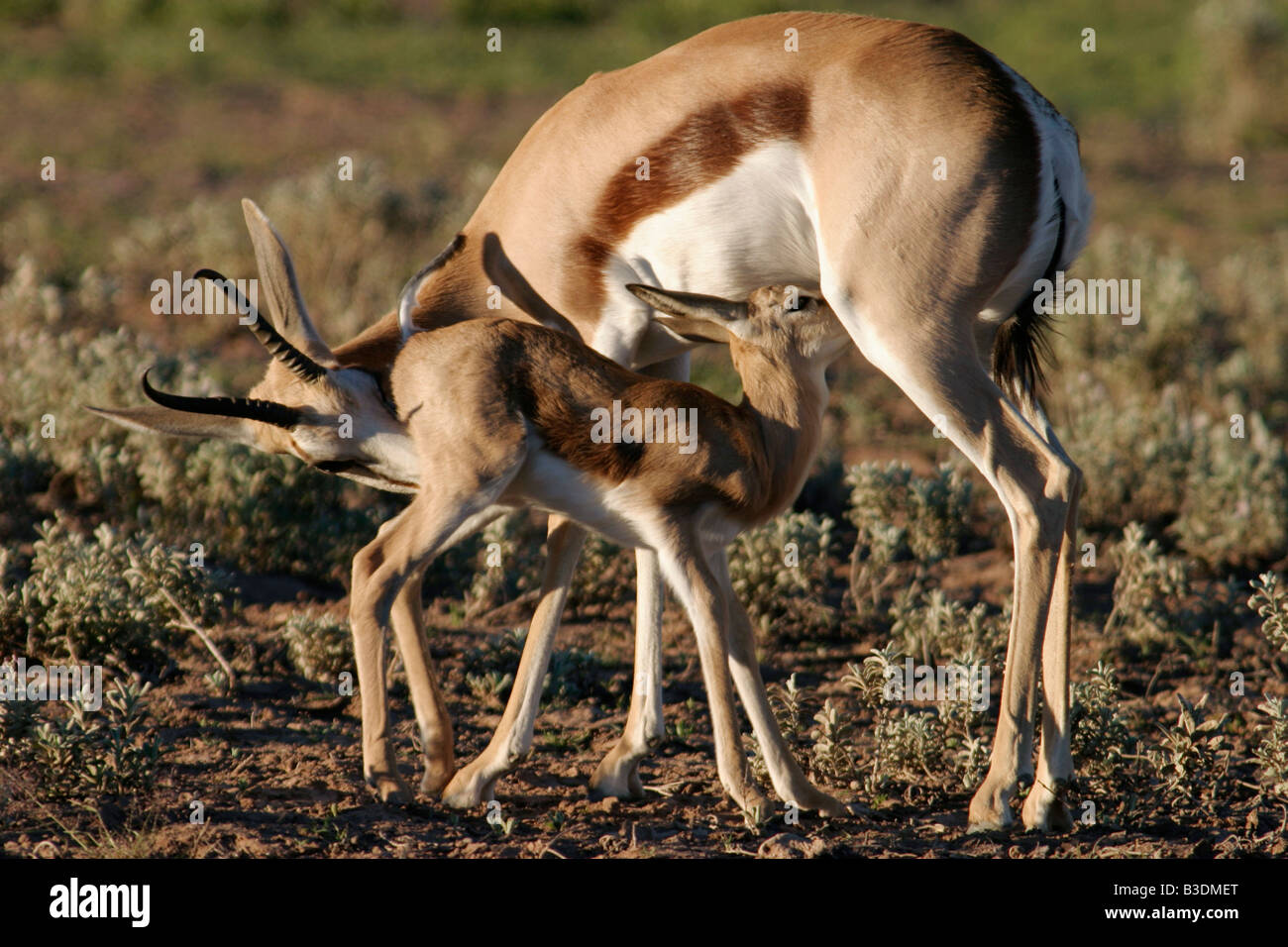 springbok South Africa Stock Photo - Alamy