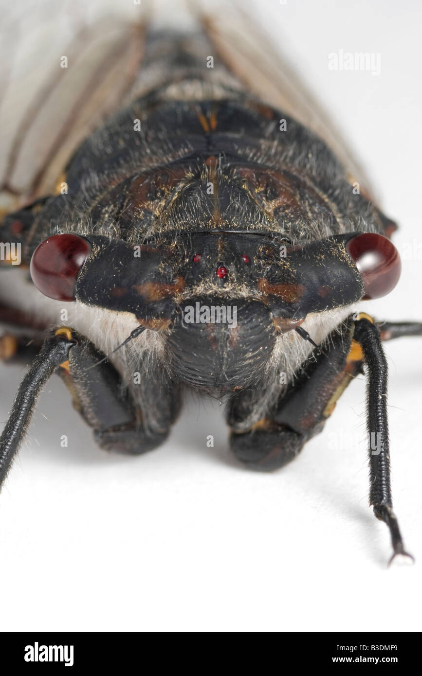 Australian redeye black cicada hi-res stock photography and images - Alamy