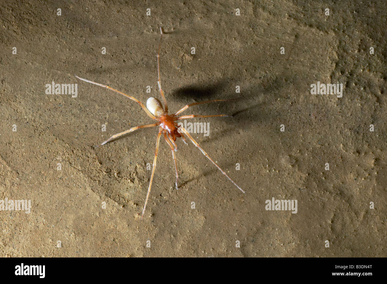 Spider cave hi-res stock photography and images - Alamy