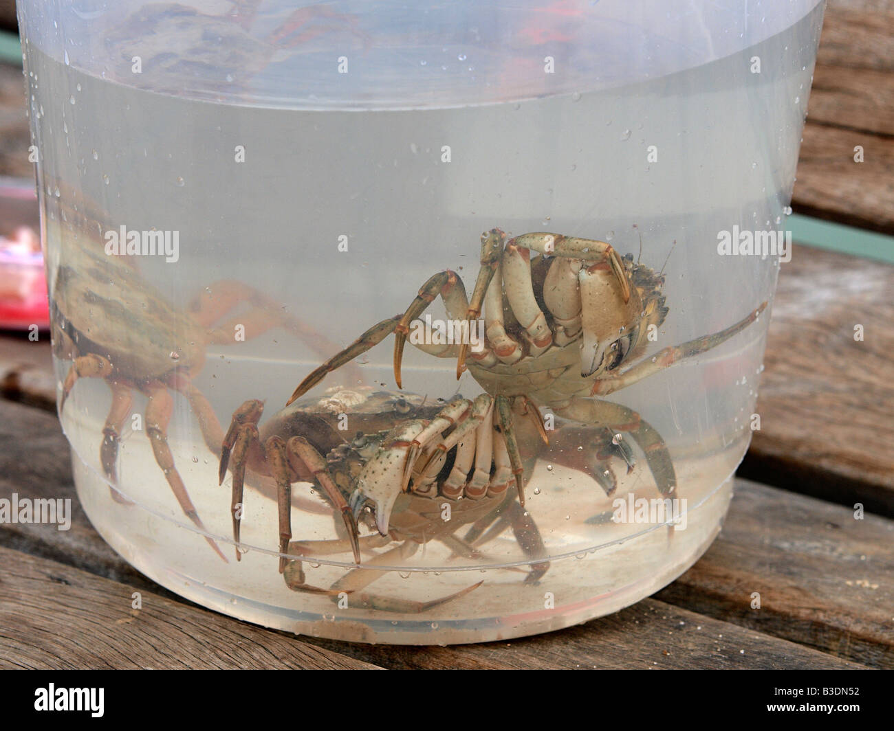 CRABS IN PLASTIC BUCKET OF SEA WATER CROMER PIER NORFOLK ENGLAND UK ...