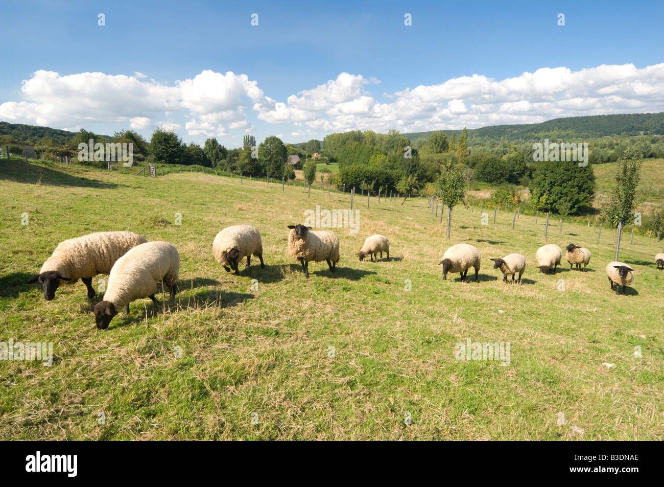 Normandy sheep hi-res stock photography and images - Alamy