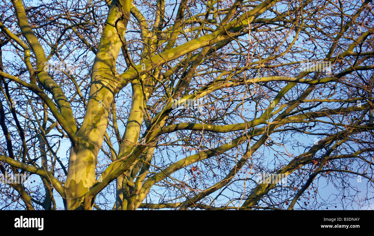 Natur, Pflanze, Baum, Laubbaum, Platane, Hybrid-Platane Stock Photo - Alamy