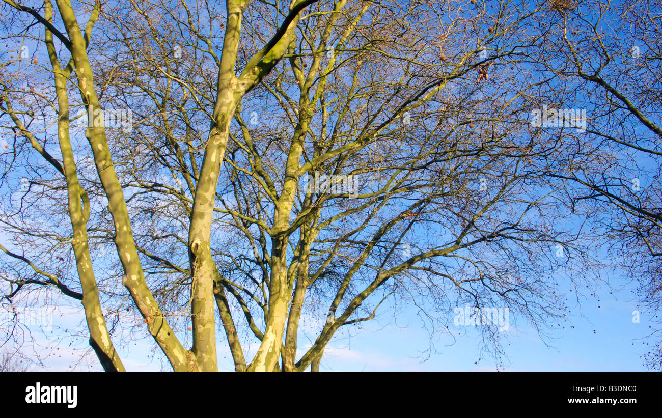 Natur, Pflanze, Baum, Laubbaum, Platane, Hybrid-Platane Stock Photo - Alamy