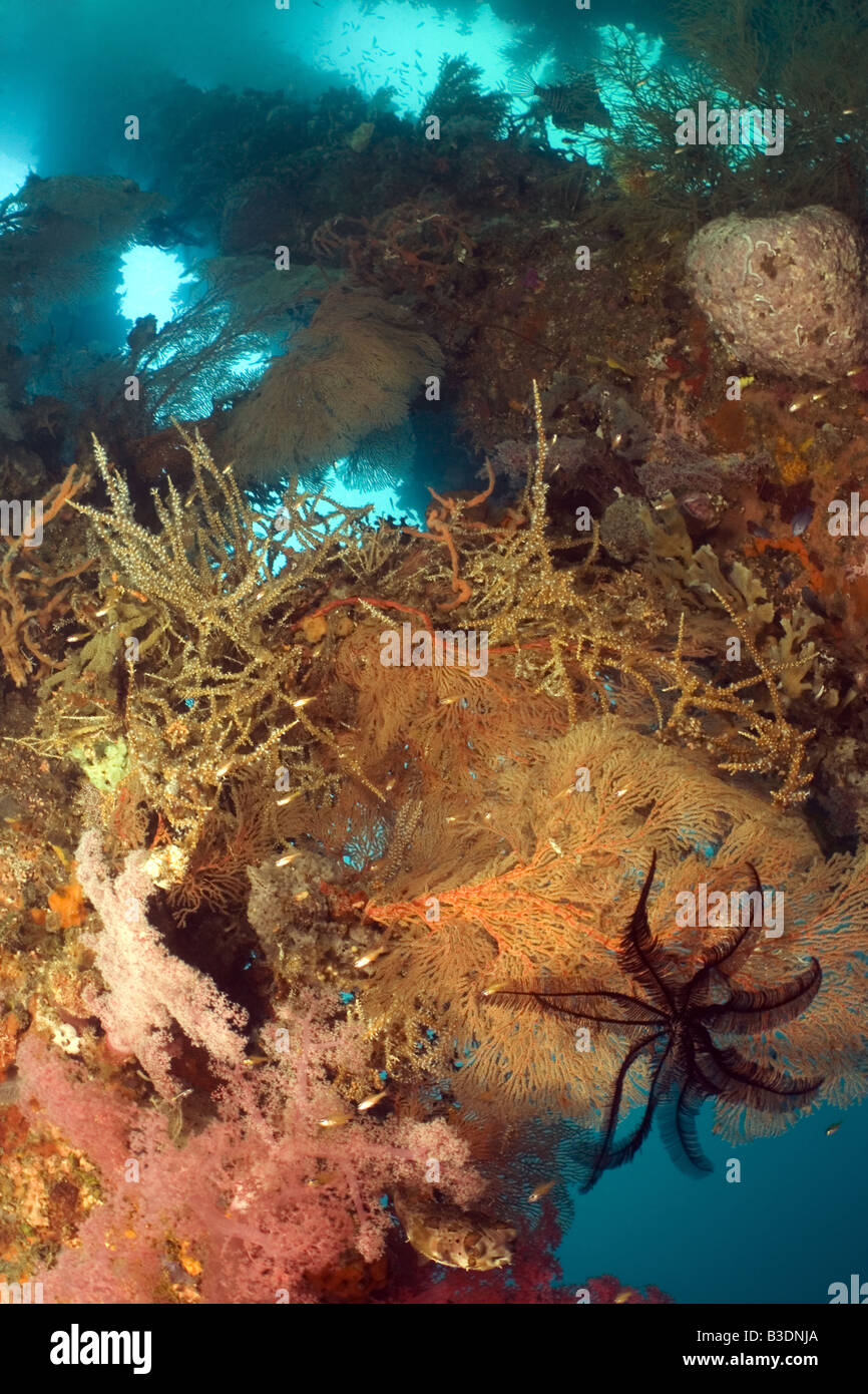 Colourful pier pillars covered in hard and soft coral and sponges under ...