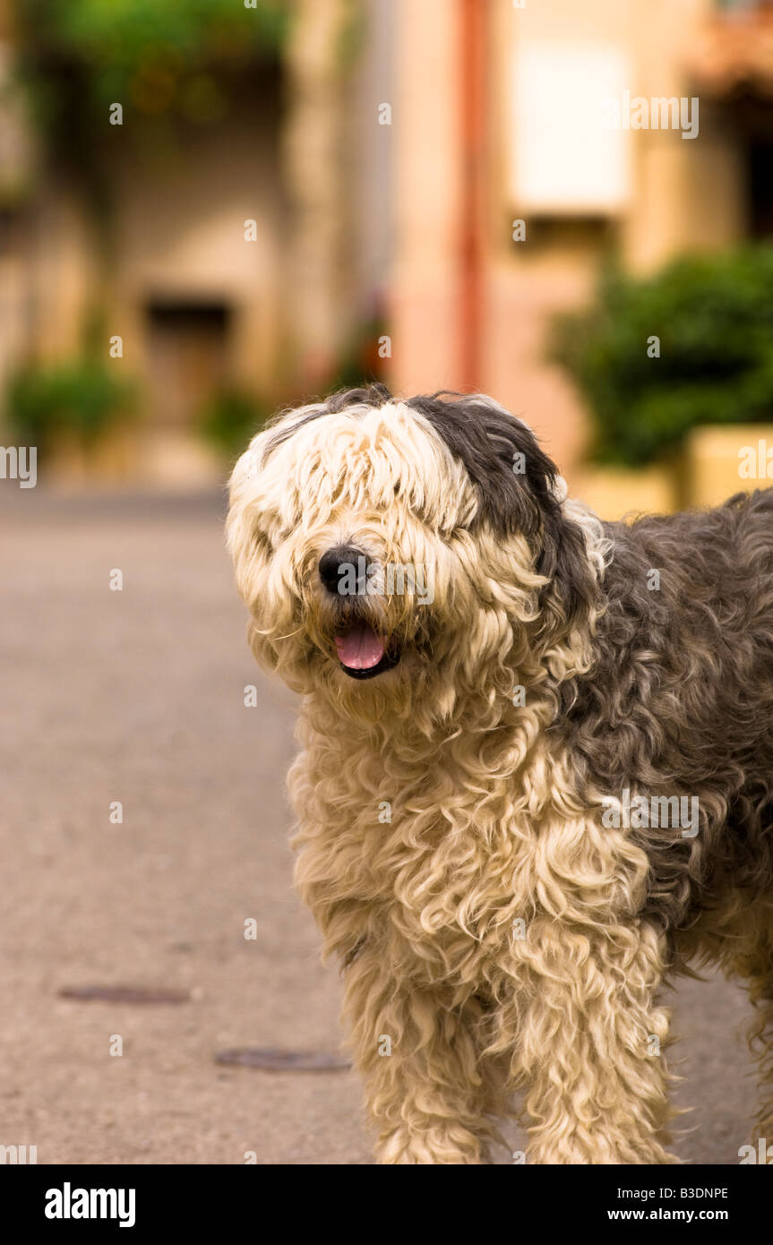 Dog France street Stock Photo - Alamy