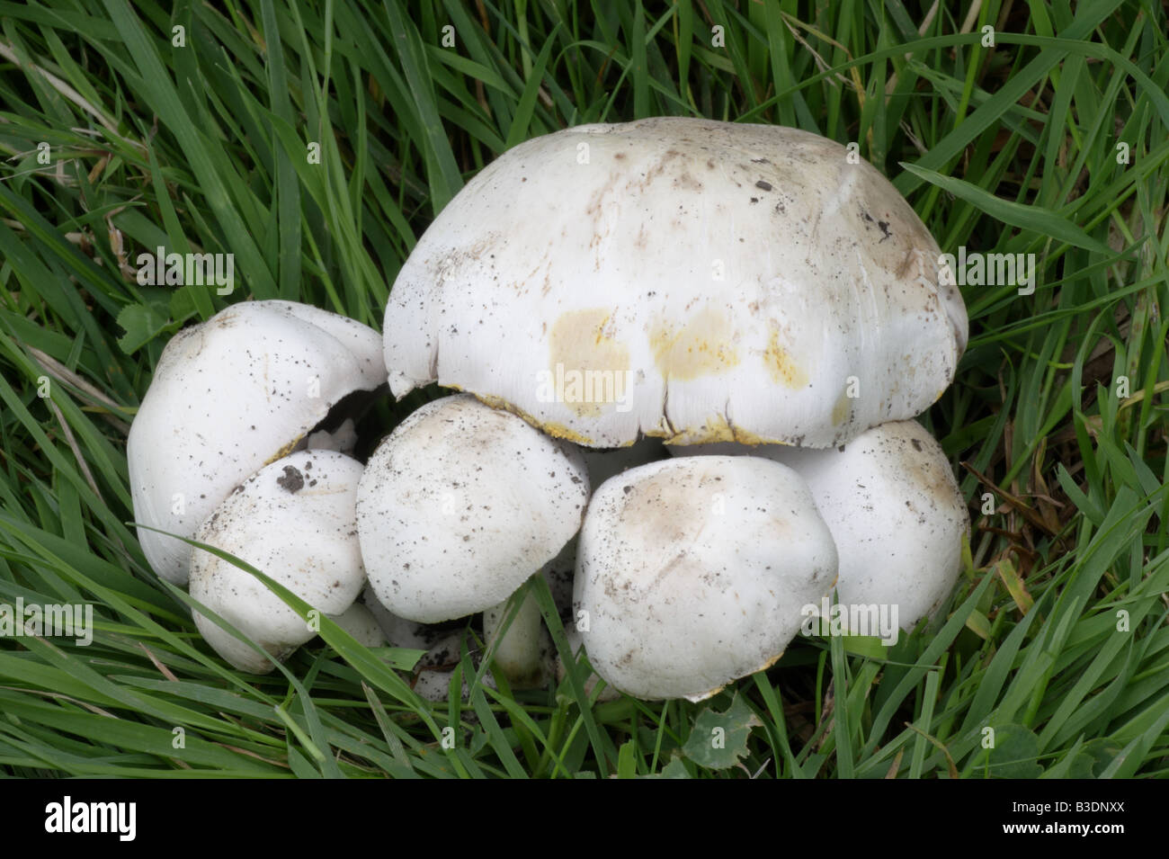 Yellow Stainer - Agaricus xanthodermus Stock Photo - Alamy