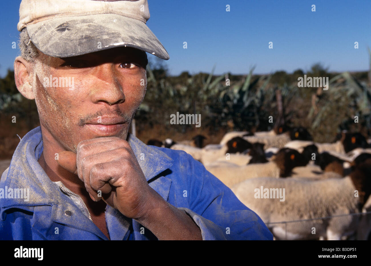 Farm worker tending flock of sheep, portrait, Northern Cape, South ...