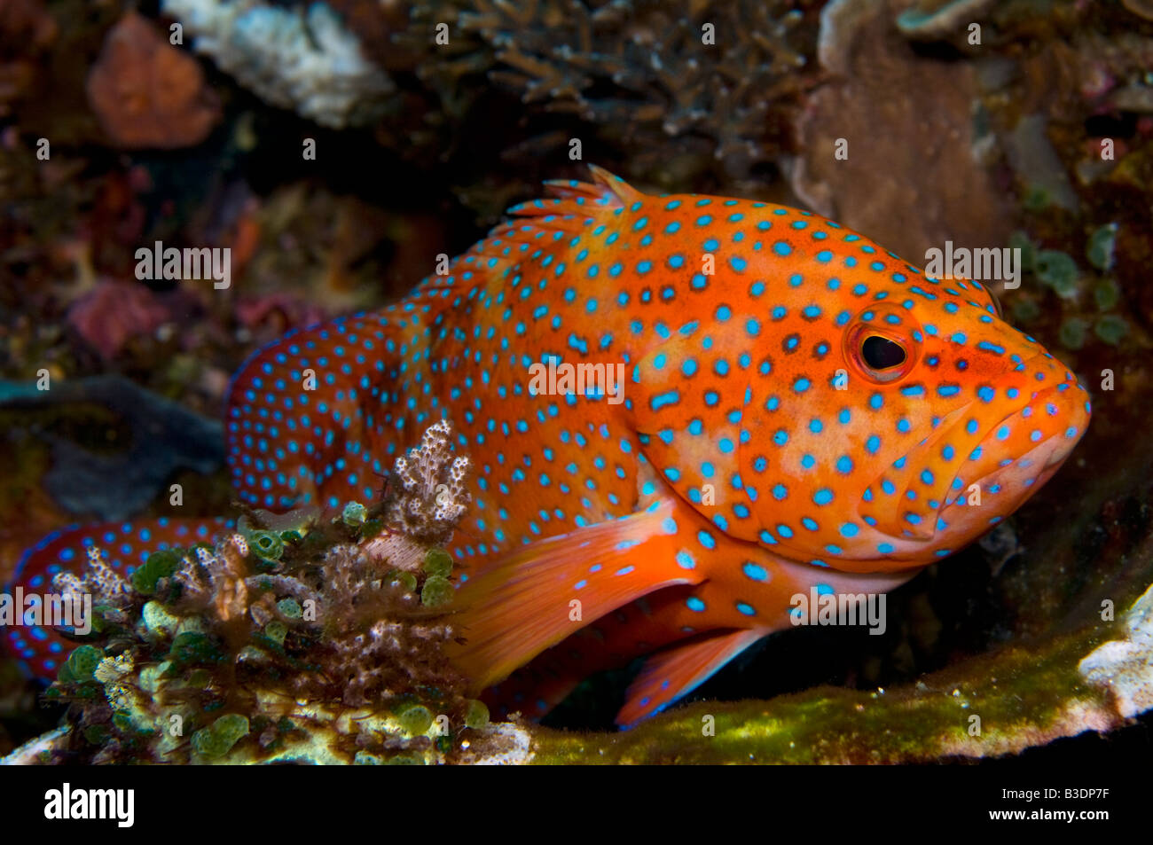 Miniatus Coral Grouper Cephalopholis miniata in Komodo National Park ...