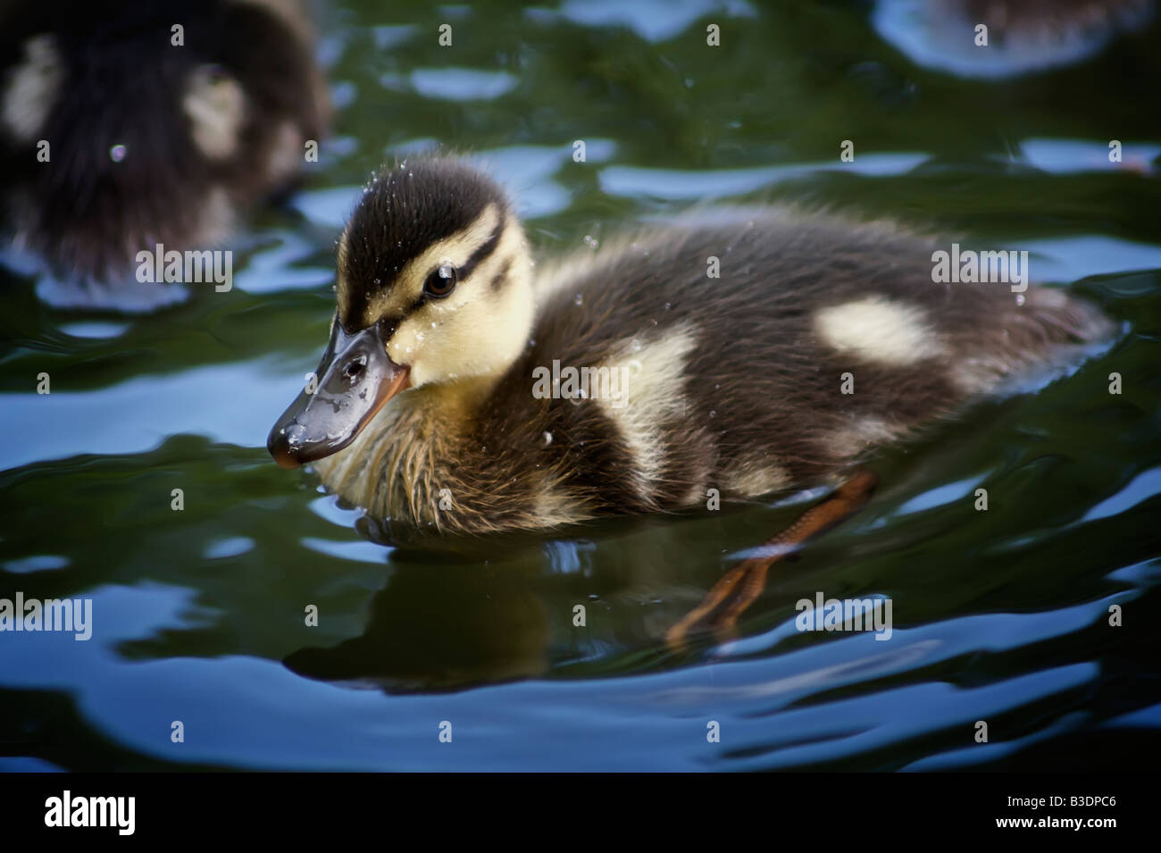 Baby duck hi-res stock photography and images - Alamy