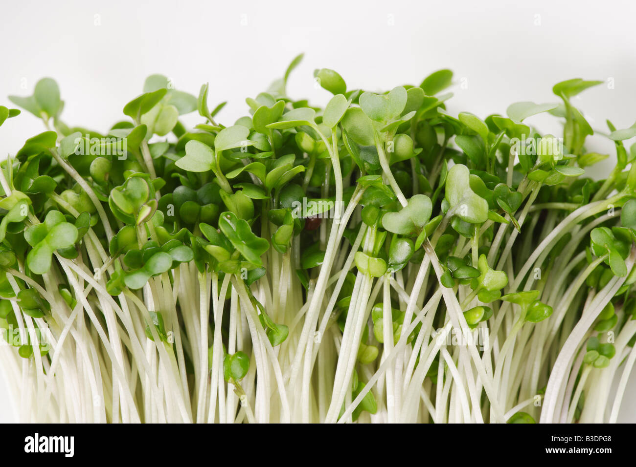 Alfalfa hi-res stock photography and images - Alamy