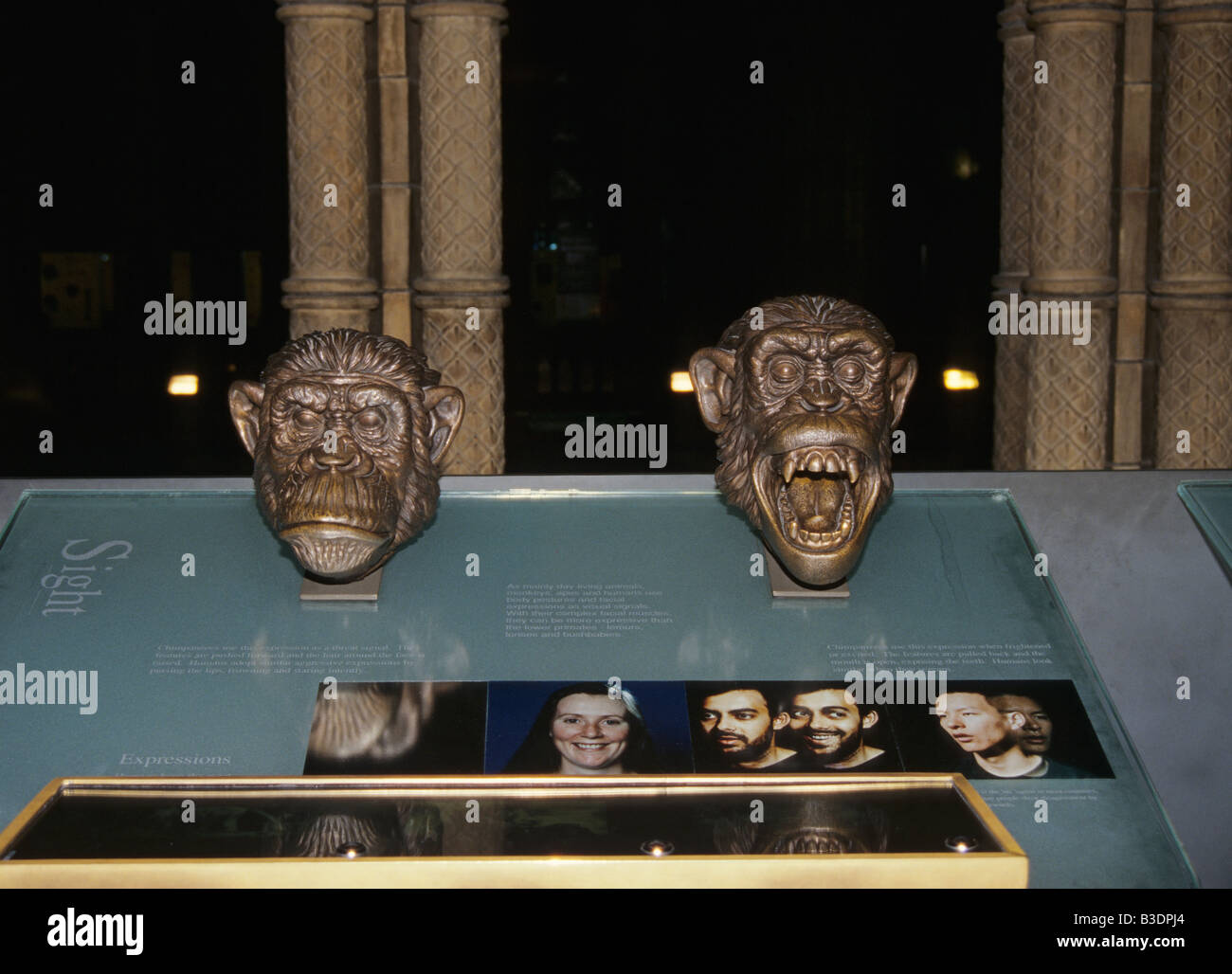 London natural history museum monkey hi-res stock photography and ...